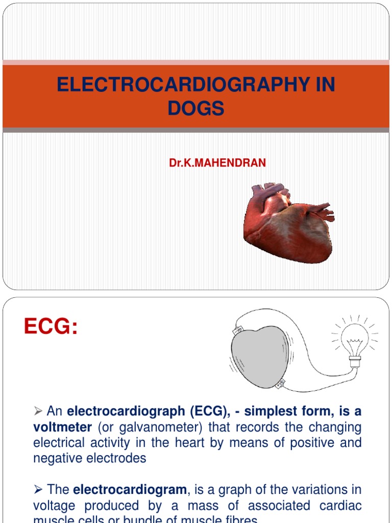 ECG IN DOGS | Electrocardiography | Heart