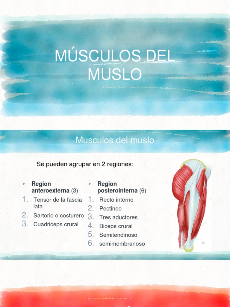 Musculos Del Muslo | PDF | Sistema musculoesquelético | Extremidades ...