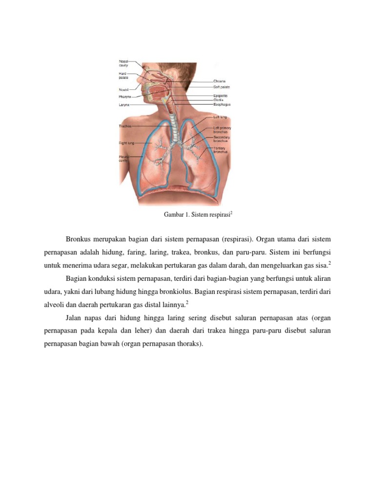 Anatomi dan Cabang Bronkus Manusia | PDF