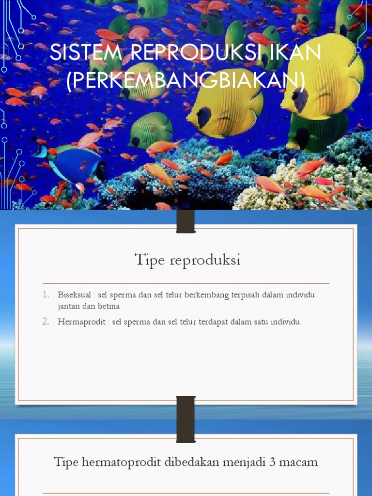 Icthyo Organ Reproduksi Ikan