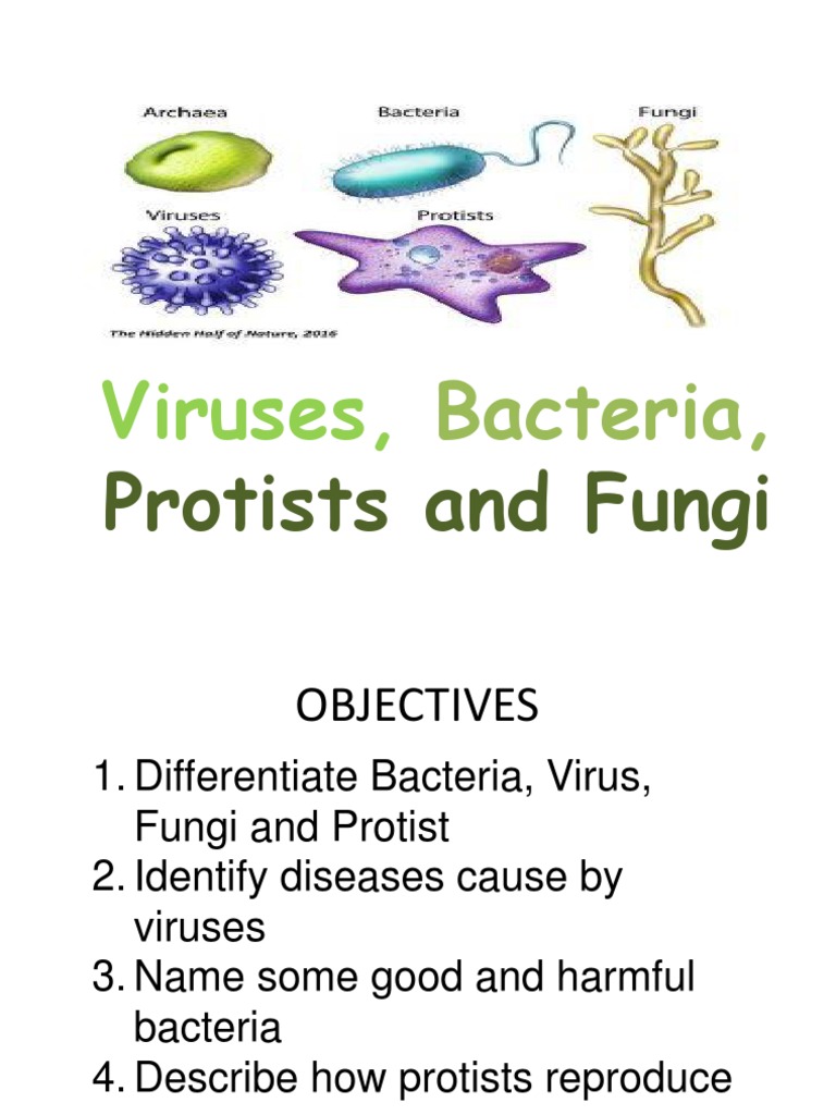 Understanding Viruses, Bacteria, Fungi, Protists | PDF | Virus | Protozoa