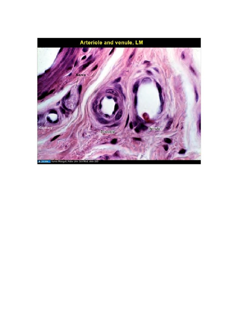 Triada Portala - JPG | PDF