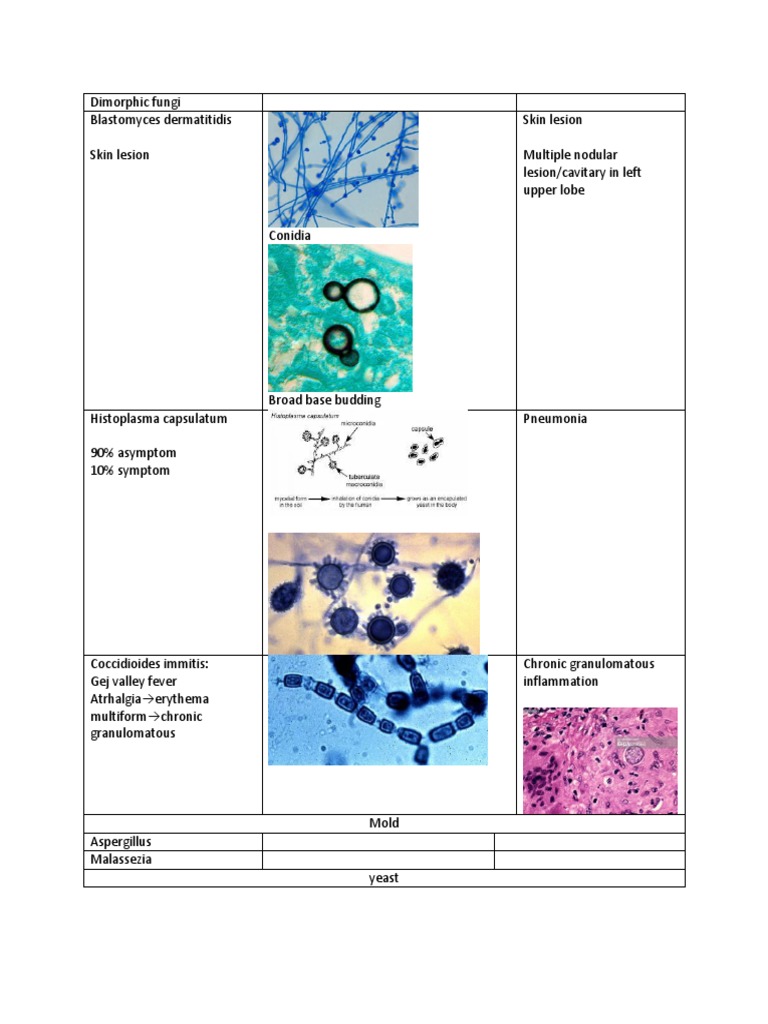 Dimorphic Fungi | PDF