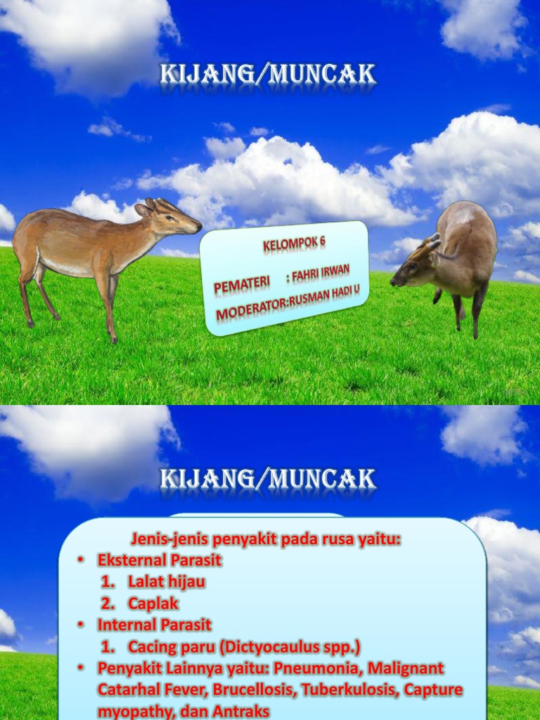 Kijang Muncak | PDF