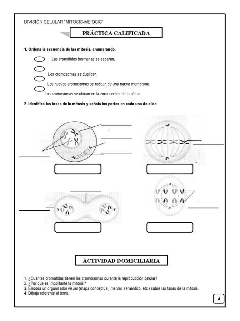 Hoja De Trabajo De La Mitosis: Fases Del Ciclo Celular