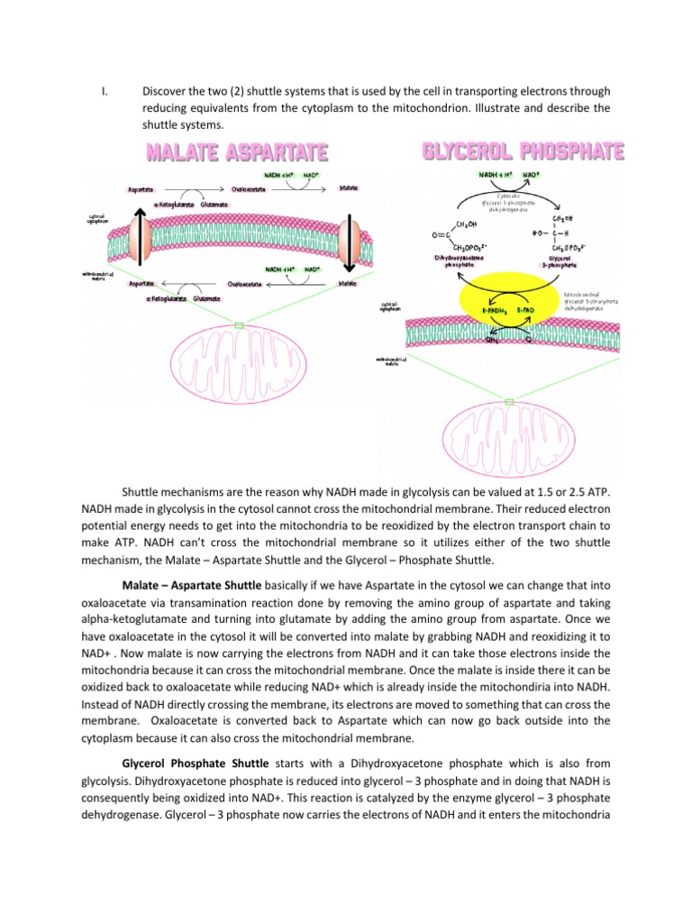 Malate-Aspartate and Glycerol Phosphate Shuttle System | PDF ...