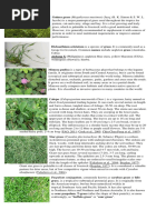 Forage Grasses and Legumes List | PDF | Legume | Clover