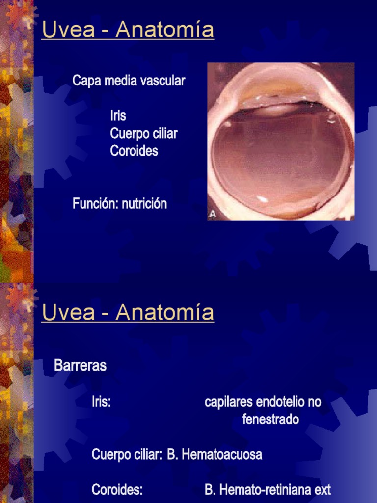 Uvea