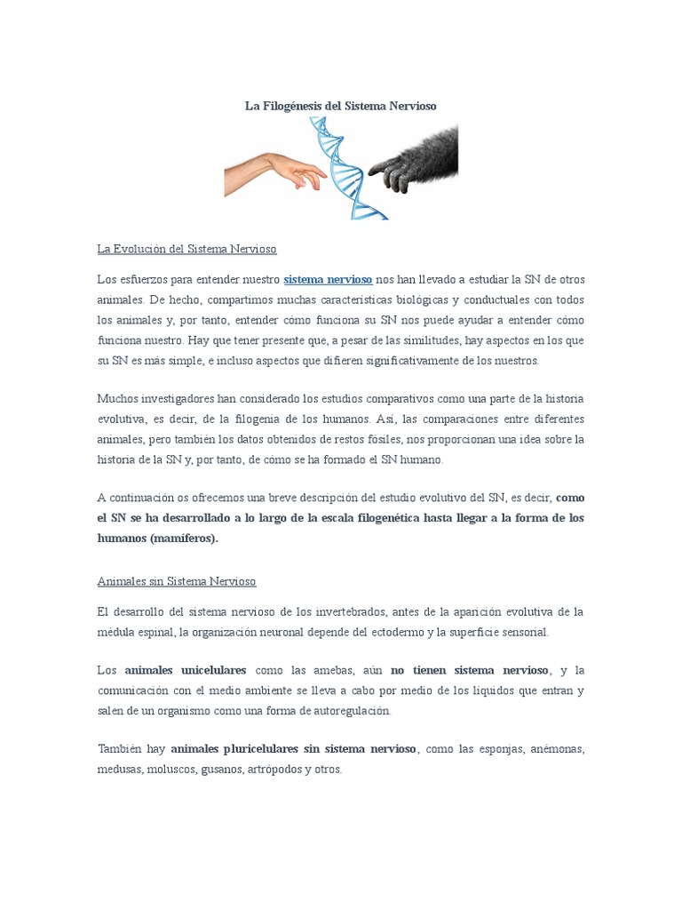 4 La Filogénesis Del Sistema Nervioso | Descargar gratis PDF | Corteza ...