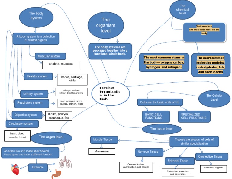1 - Mind Map Hierarky | PDF | Human Body | Human Anatomy