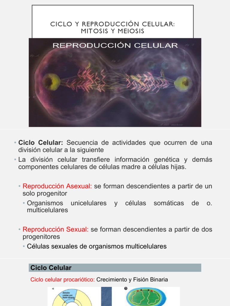 2.4ciclo y Reproducción Celular Mitosis y Meiosis | PDF | Mitosis | Mitosis
