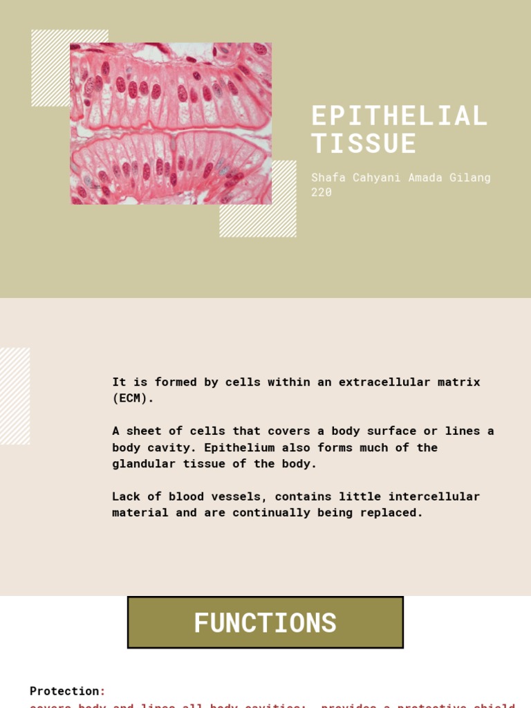 Epithelial Tissue Pdf Pdf Epithelium Histology
