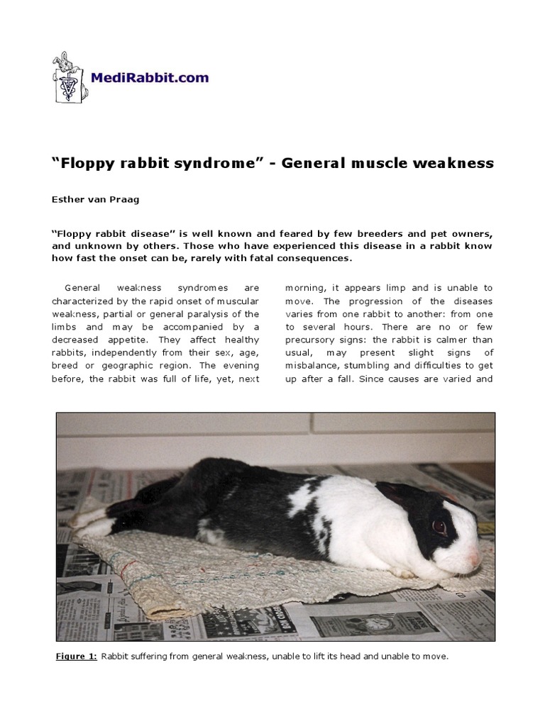 Floppy Rabbit Syndrome: Understanding General Muscle Weakness in ...