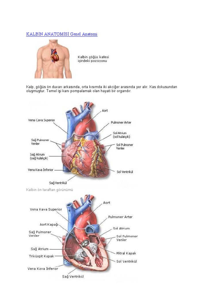 KALBİN ANATOMİSİ Genel Anatomi | PDF