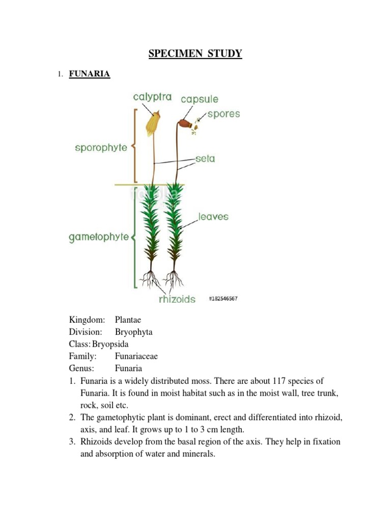 Bio Practical Specimen Study | Download Free PDF | Moss | Sponge