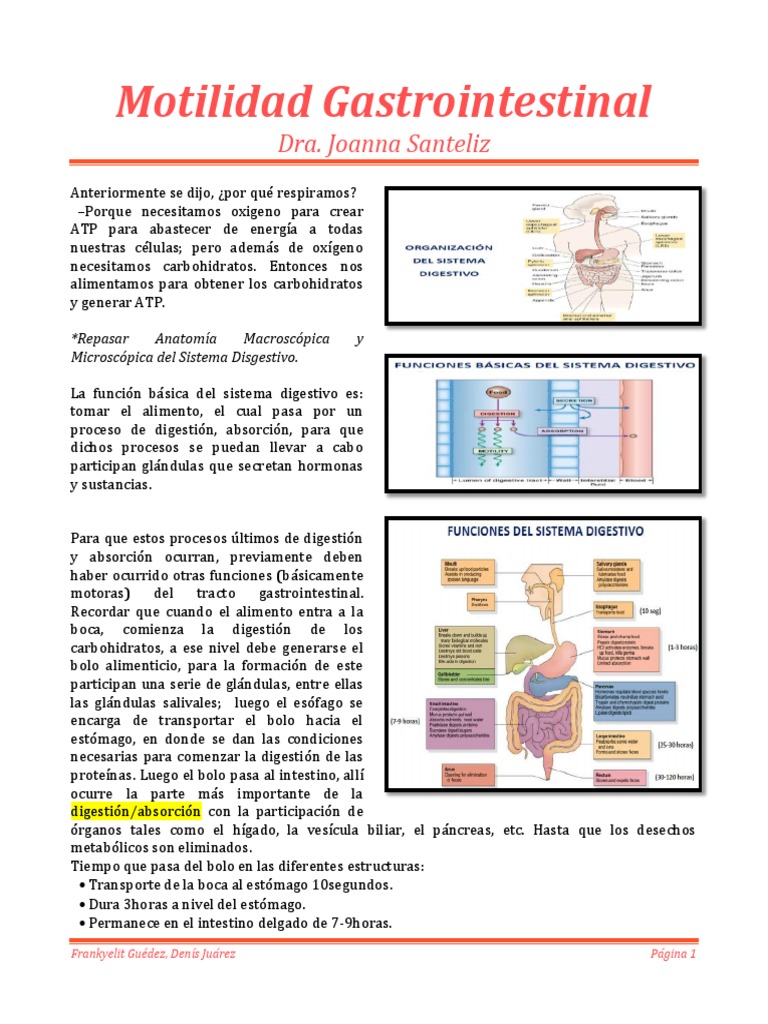 Motilidad Gastrointestinal | PDF | Digestión | Sistema digestivo humano