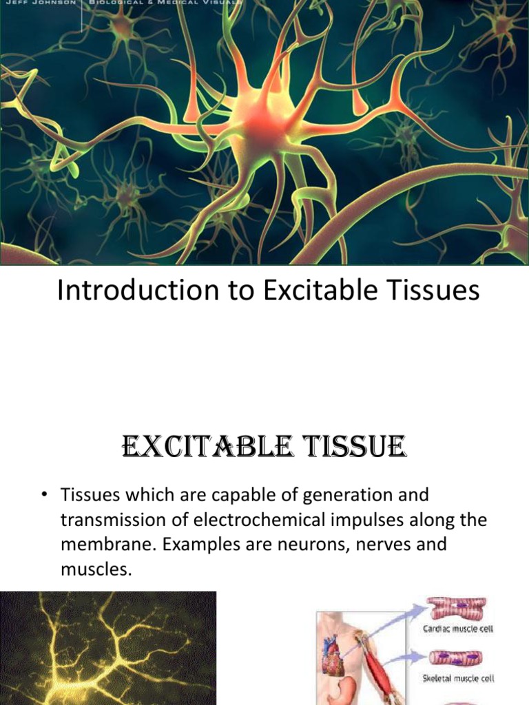 Introduction To Excitable Tissues | PDF | Neuron | Axon