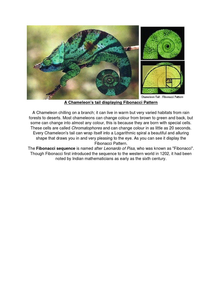 Fibonacci in Nature | PDF