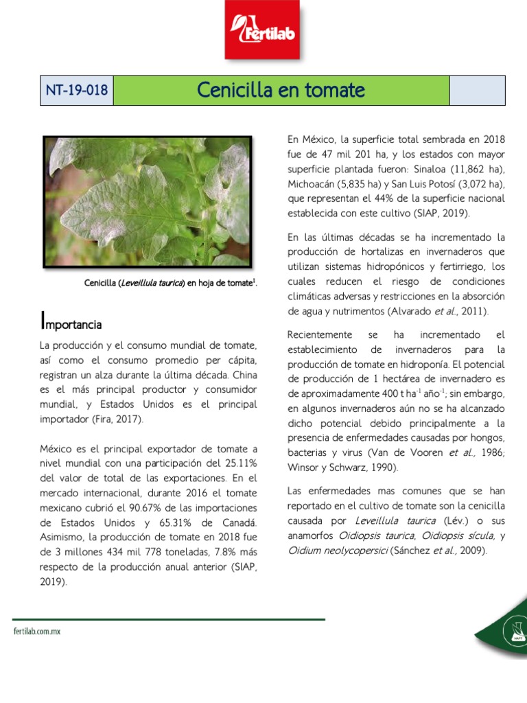 Cenicilla en Tomate | PDF | Tomate | Hongo
