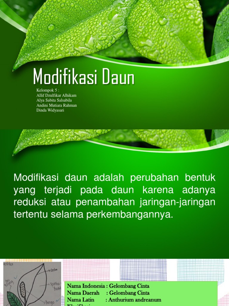 Modifikasi Daun | PDF