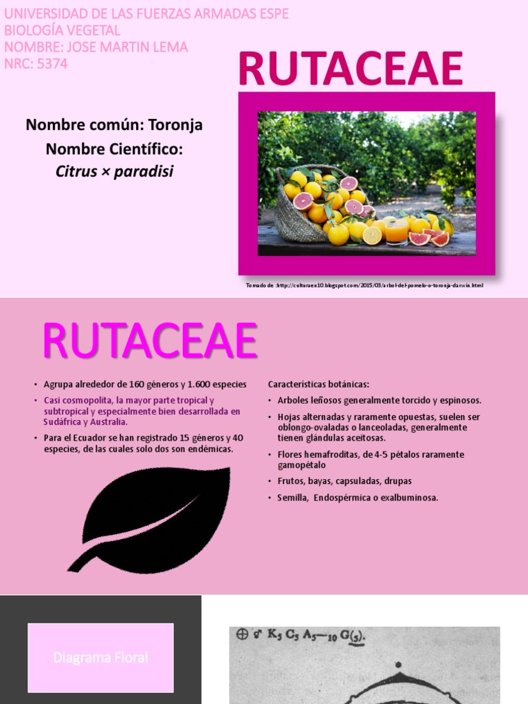 Rutacea | Descargar gratis PDF | Pomelo | Horticultura y jardinería