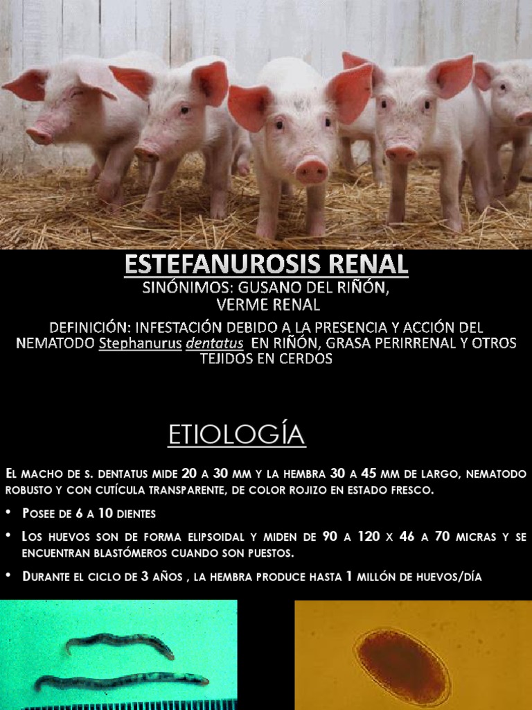 Stephanurus Dentatus en Cerdos | PDF | Riñón | Medicina CLINICA