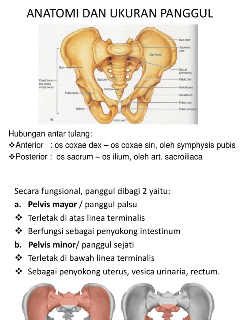 Anatomi dan Ukuran Panggul Wanita | PDF