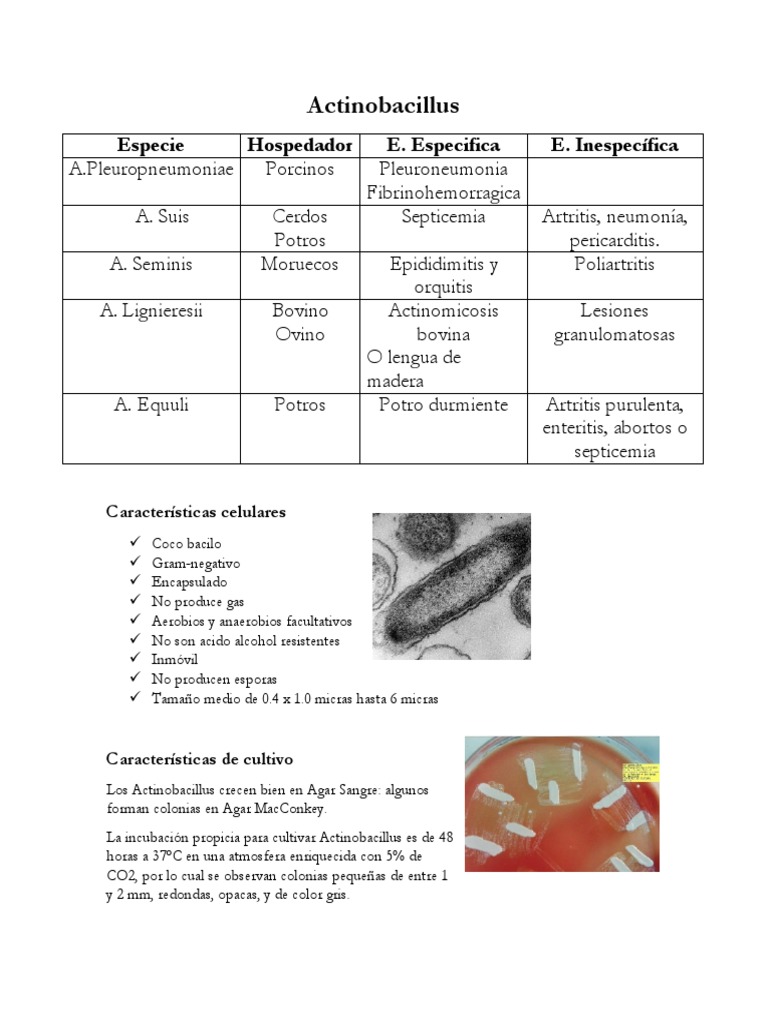 ACTINOBACILLUS | PDF | Infección | Las bacterias