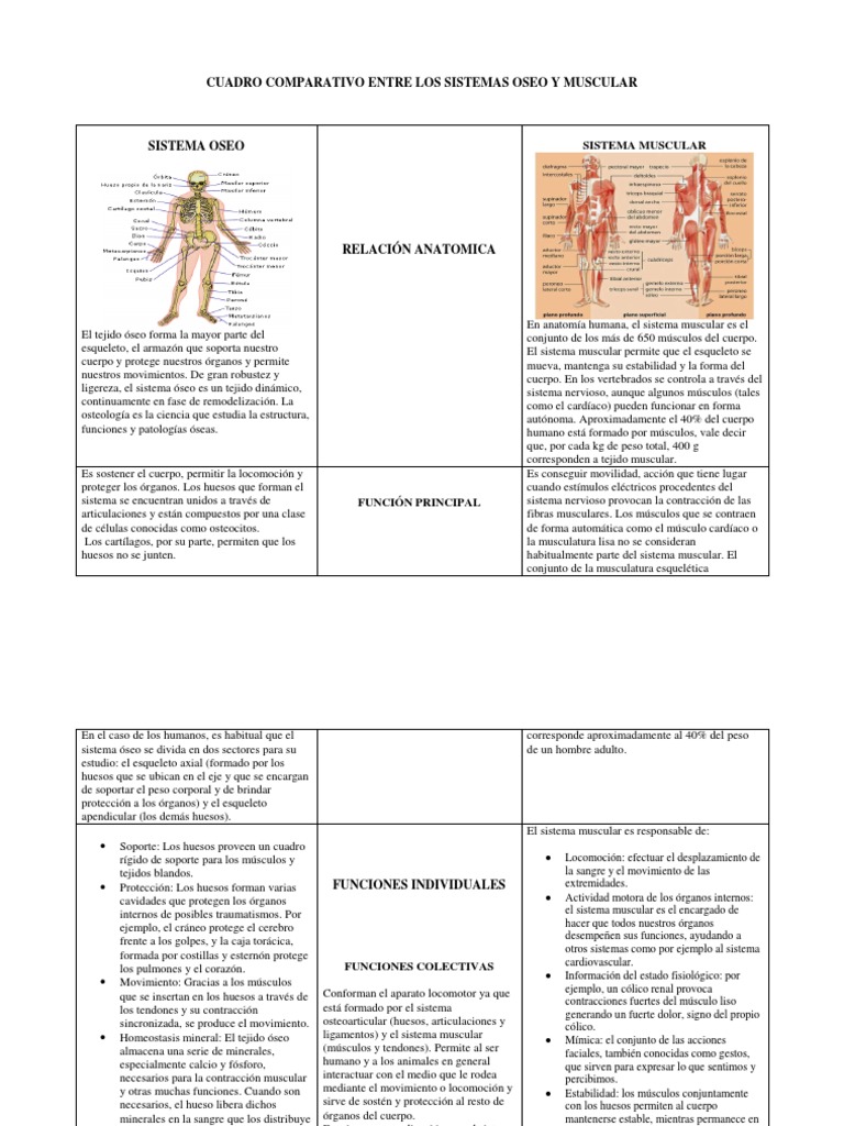 Cuadro Comparativo Entre Los Sistemas Oseo y Muscular | Músculo | Esqueleto