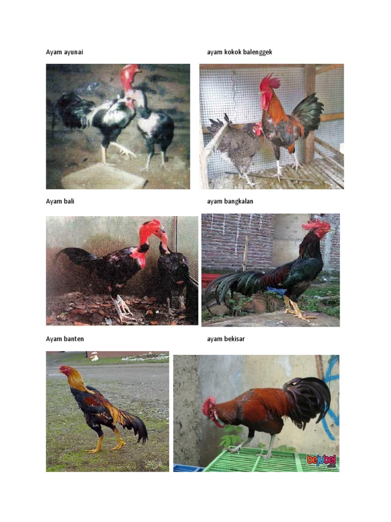 Jenis-Jenis Ayam Lokal Indonesia | PDF