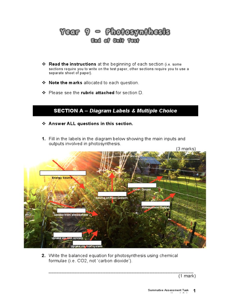 Year 9 Photosynthesis Assessment Test | PDF | Photosynthesis | Branches ...