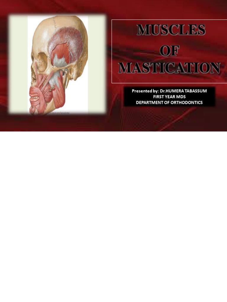 Muscles of Mastication PDF | PDF | Musculoskeletal System | Animal Anatomy