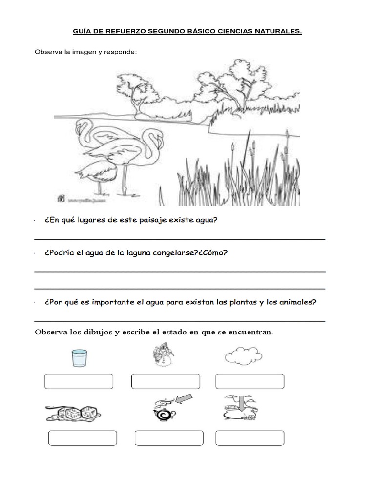 Guía de Refuerzo Segundo Básico Ciencias Naturales | PDF