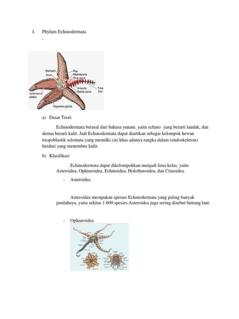 Phylum Echinodermata CC | PDF