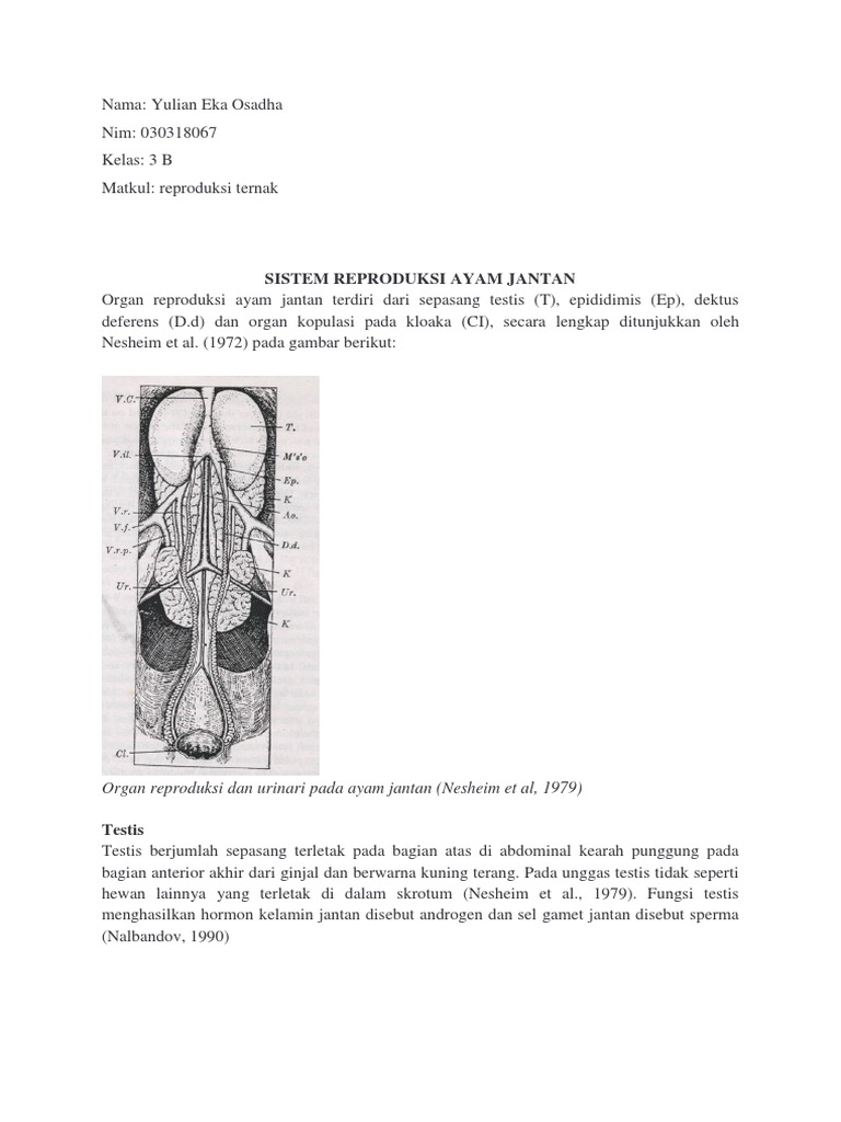 Sistem Reproduksi Ayam Jantan | PDF