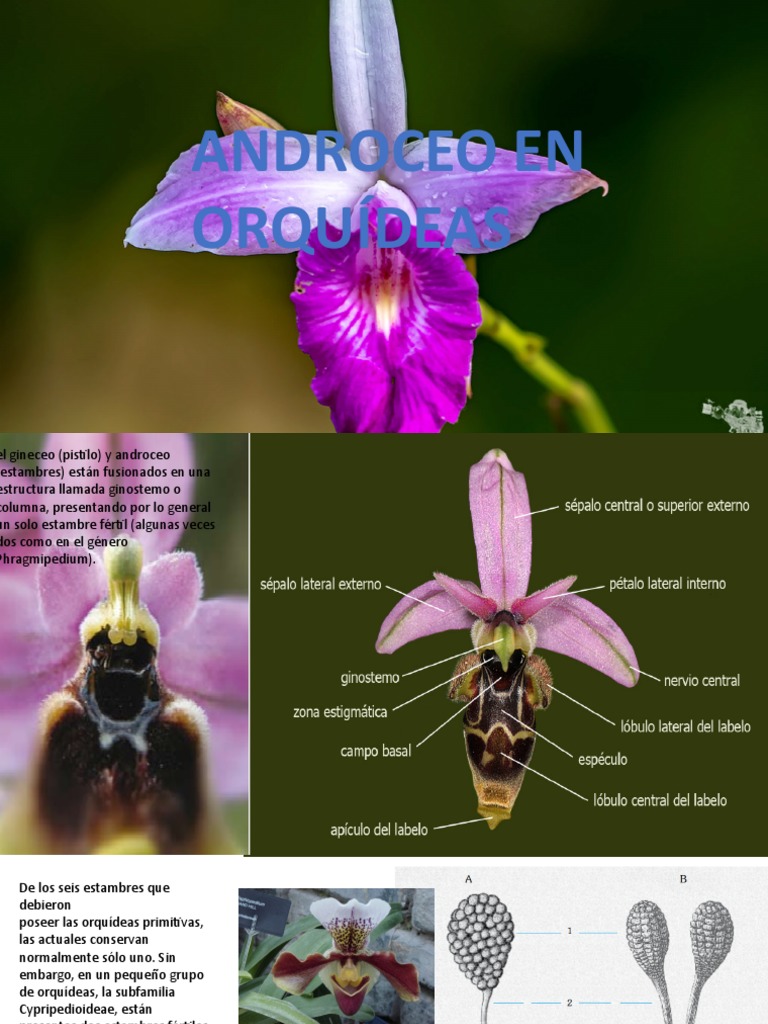 Androceo Orquideas | PDF | Orchidaceae | Jardinería