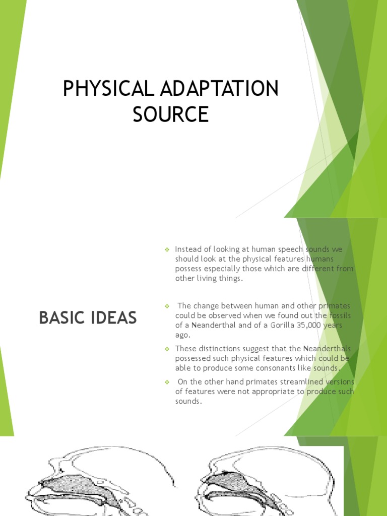 Physical Adaptation Source | PDF | Larynx | Human Anatomy
