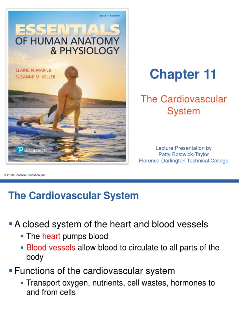 CH 11 Cardiovascular-System | PDF | Heart Valve | Atrium (Heart)