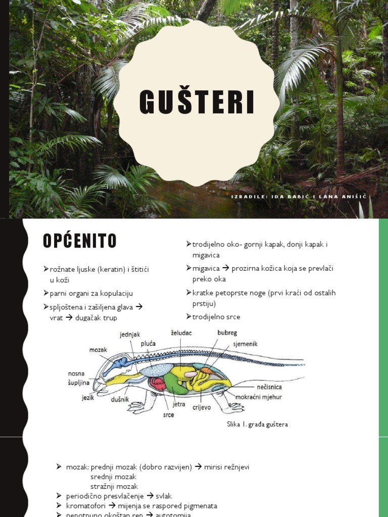 Gušteri 2.g | PDF