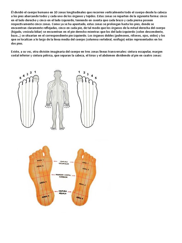 Zonas Corporales y su Reflexología | PDF