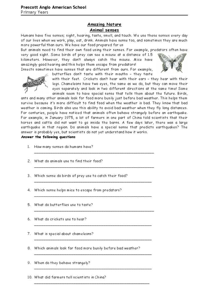 Animal Senses Fun Activities Games 25268 | PDF | Senses | Predation