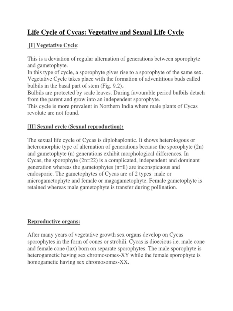 Life Cycle of Cycas | PDF | Seed | Anatomy