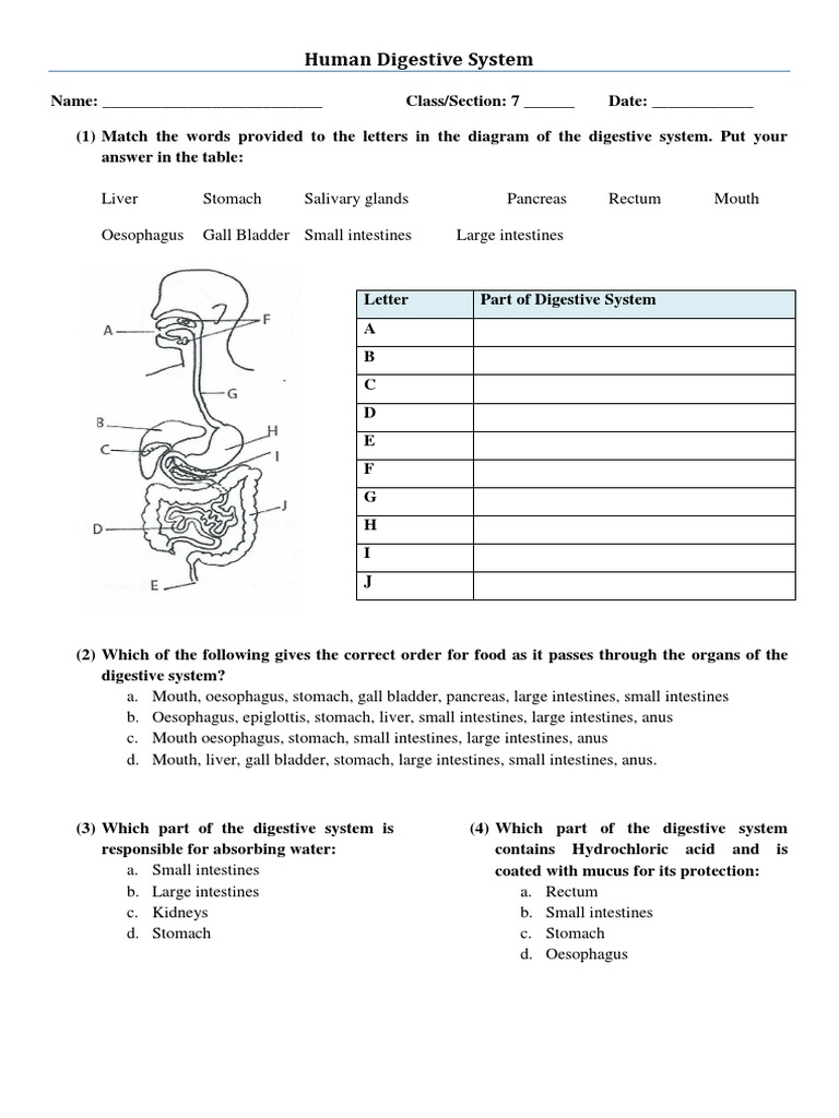 Human Digestive System Worksheet | PDF | Human Digestive System | Stomach