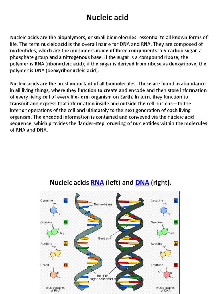Nucleic Acid Metabolism | PDF | Nucleic Acids | Nucleotides