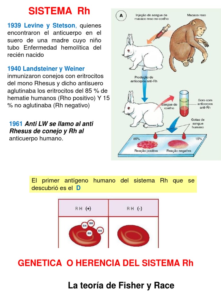 Sistema Rh: Historia y Antígenos | PDF | Tipo de sangre | Anticuerpo