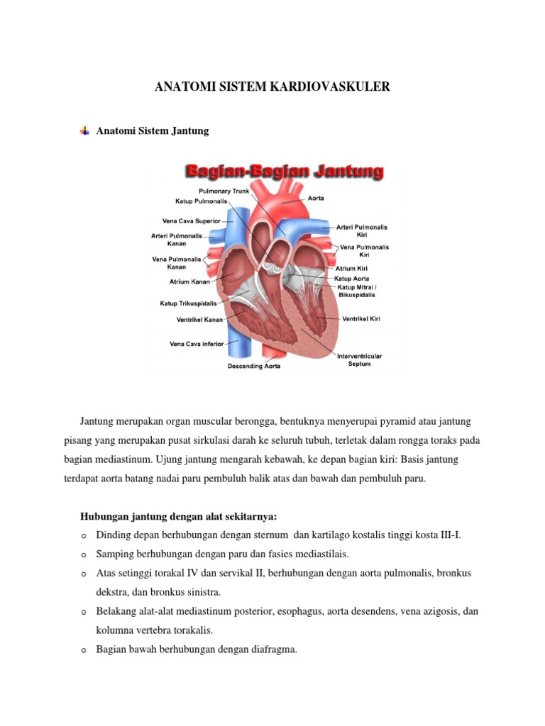 Anatomi Sistem Kardiovaskuler (Anisa) | PDF