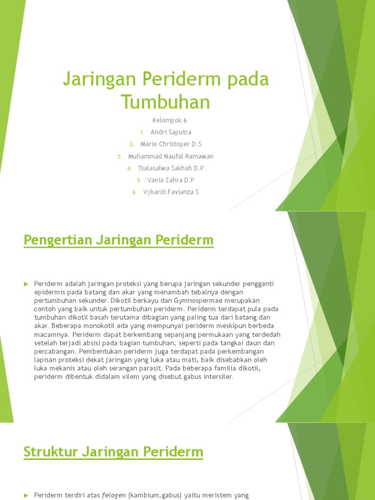 Jaringan Periderm Tumbuhan dan Fungsinya | PDF