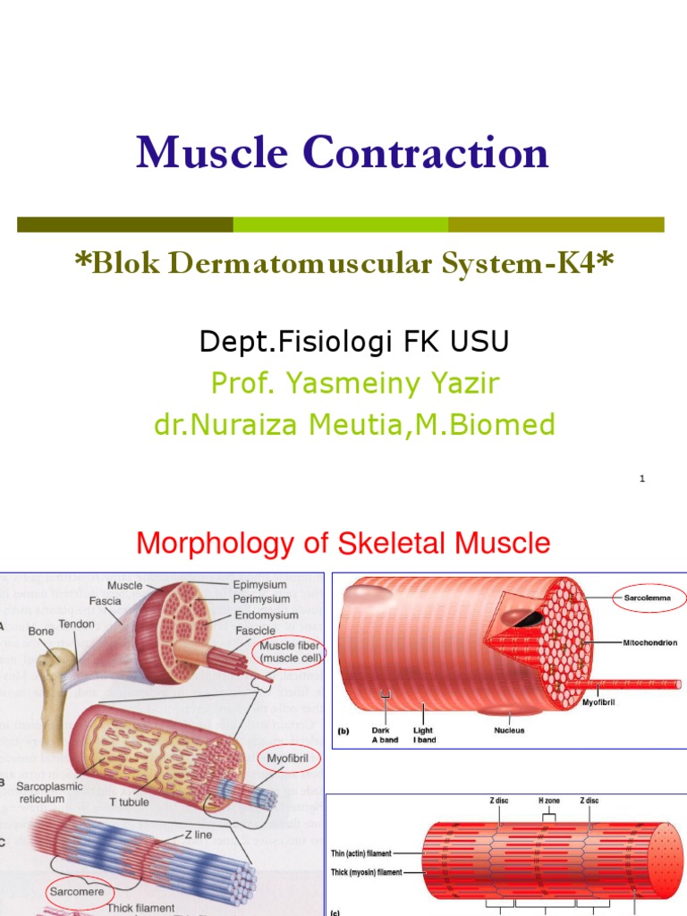 Skeletal Muscle Contraction Mechanisms | PDF | Muscle Contraction | Myocyte