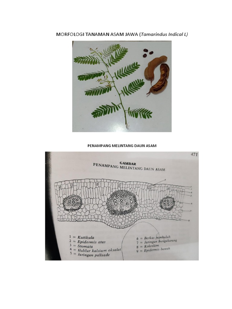 Morfologi Daun Asam | PDF