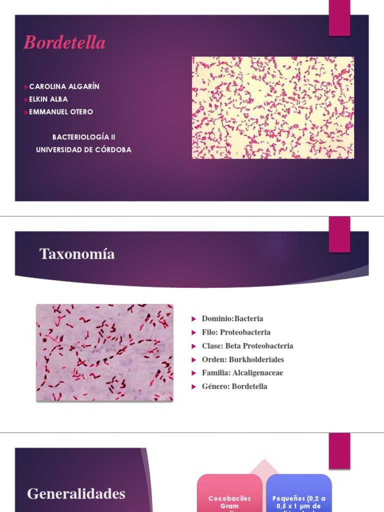 Bordetella | PDF | Las bacterias | Medicina CLINICA